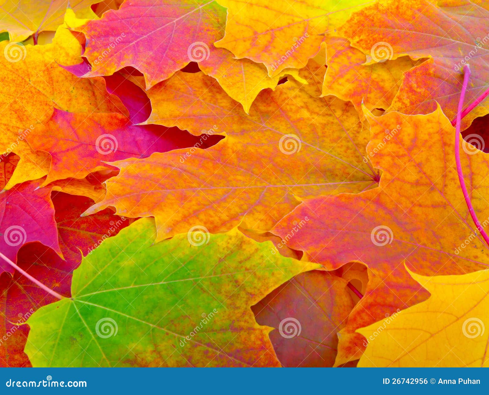 Fall leafs stock photo. Image of colorful, season, bright - 26742956