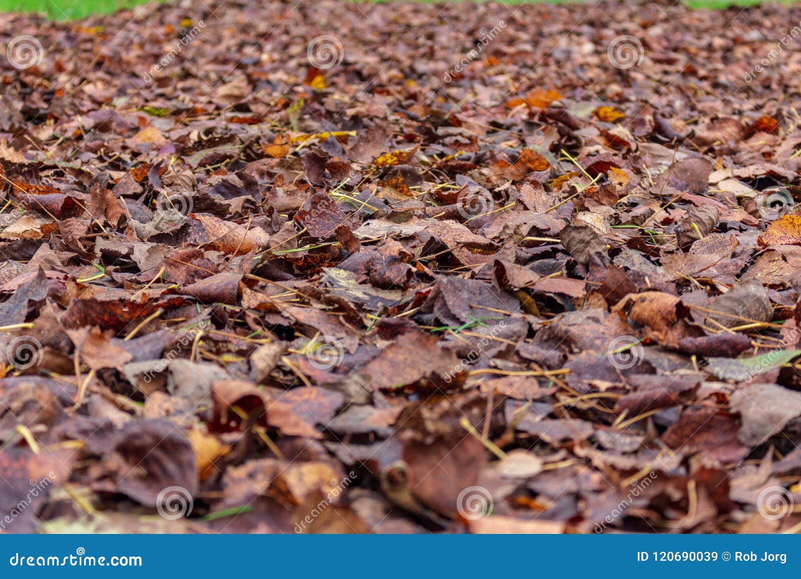 Fall leafs on the ground stock image. Image of autumn - 120690039