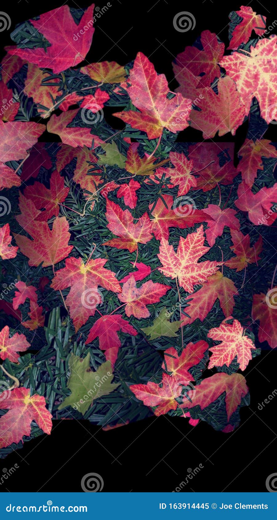 Fall Leafs stock image. Image of seasonal, season, leafs - 163914445
