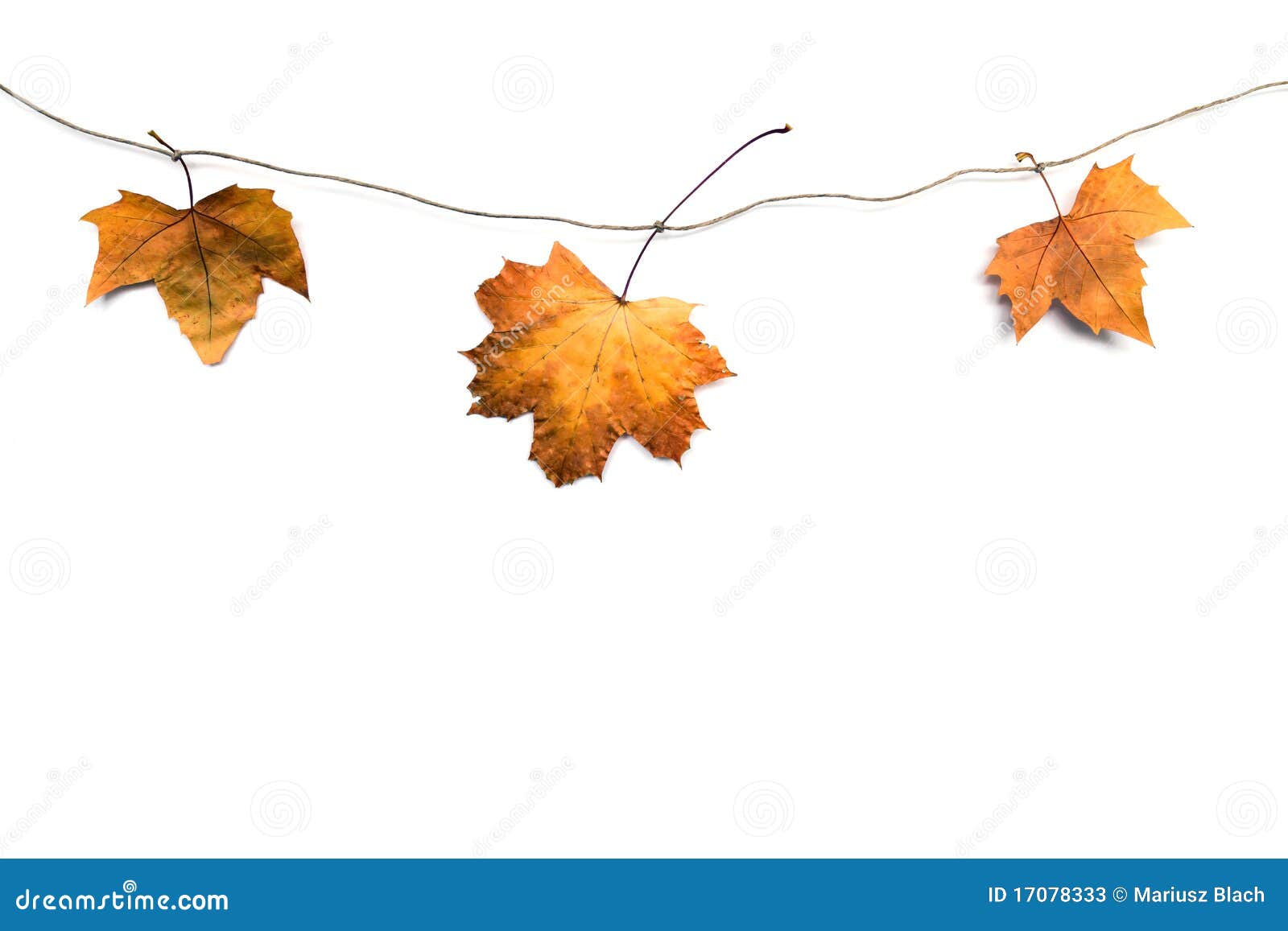 Fall leafs on string stock image. Image of leaf, forest - 17078333