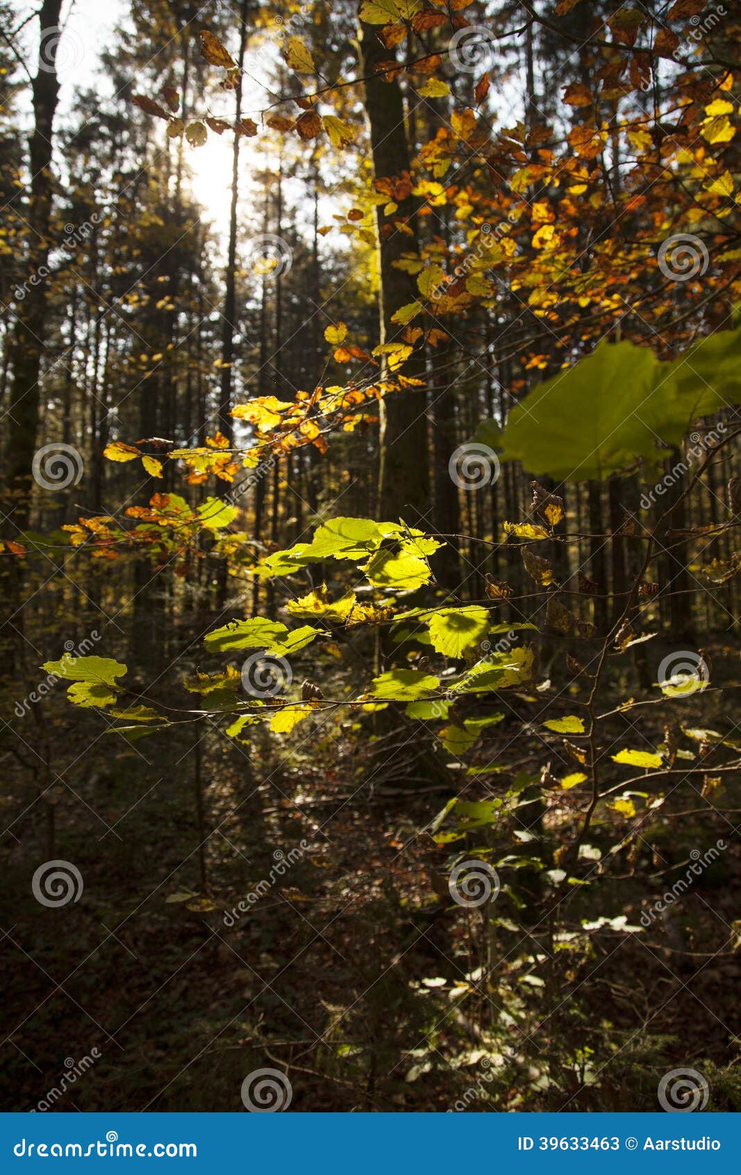 Fall leafs stock image. Image of plants, colors, fall - 39633463