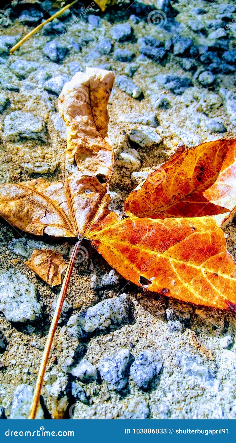 Fall leave stock image. Image of leave, water, deciduous - 103886033