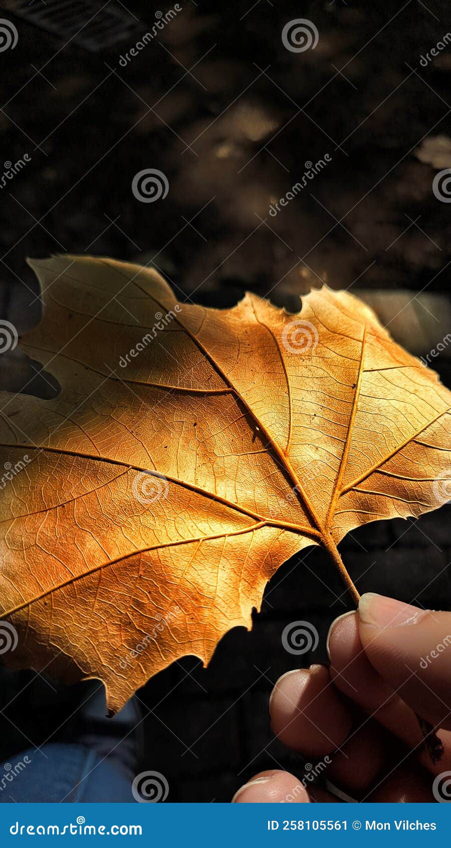 Fall leave orange stock image. Image of otoo, hoja, leave - 258105561