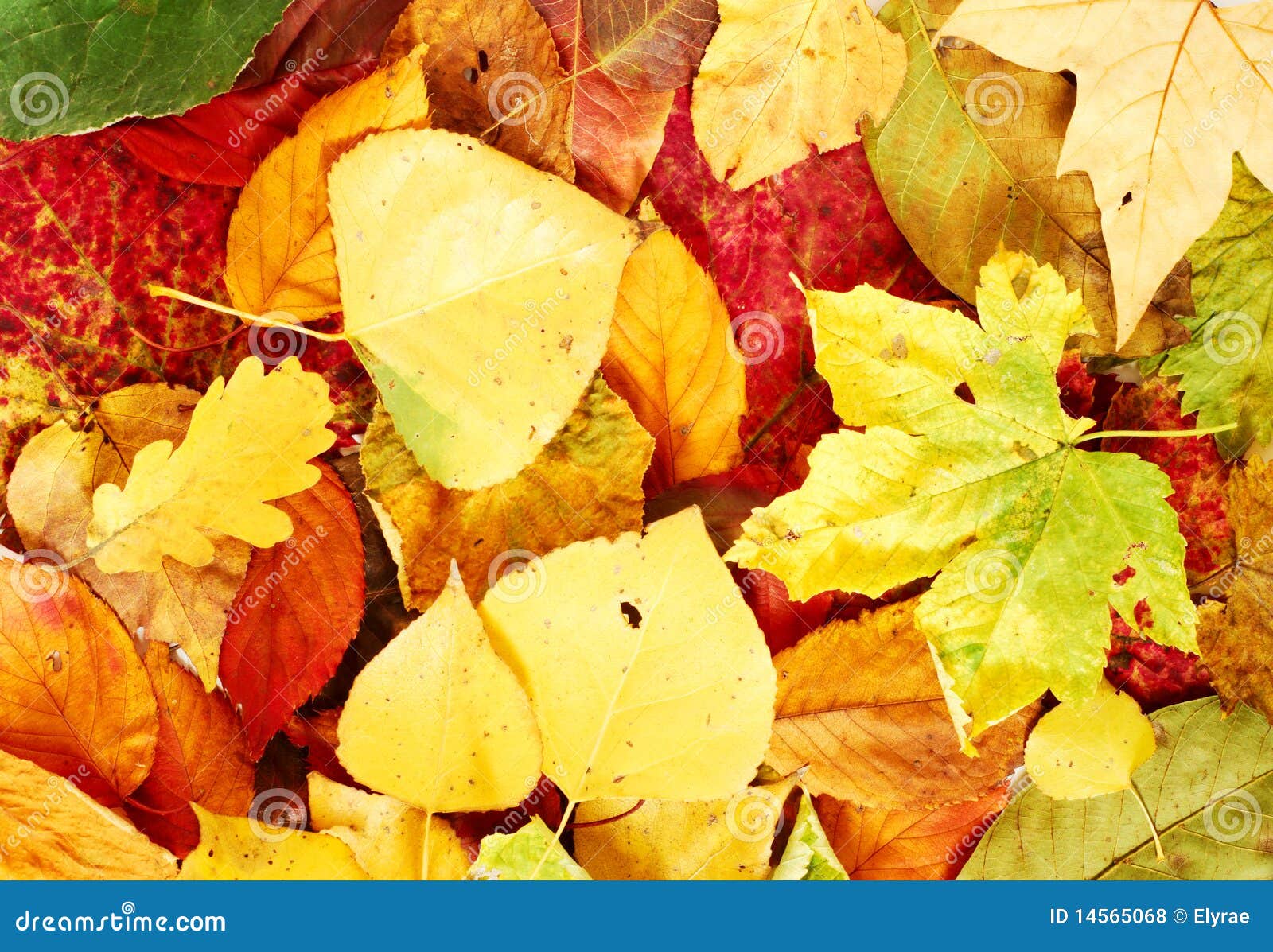 Fall leaves stock photo. Image of wallpaper, element - 14565068