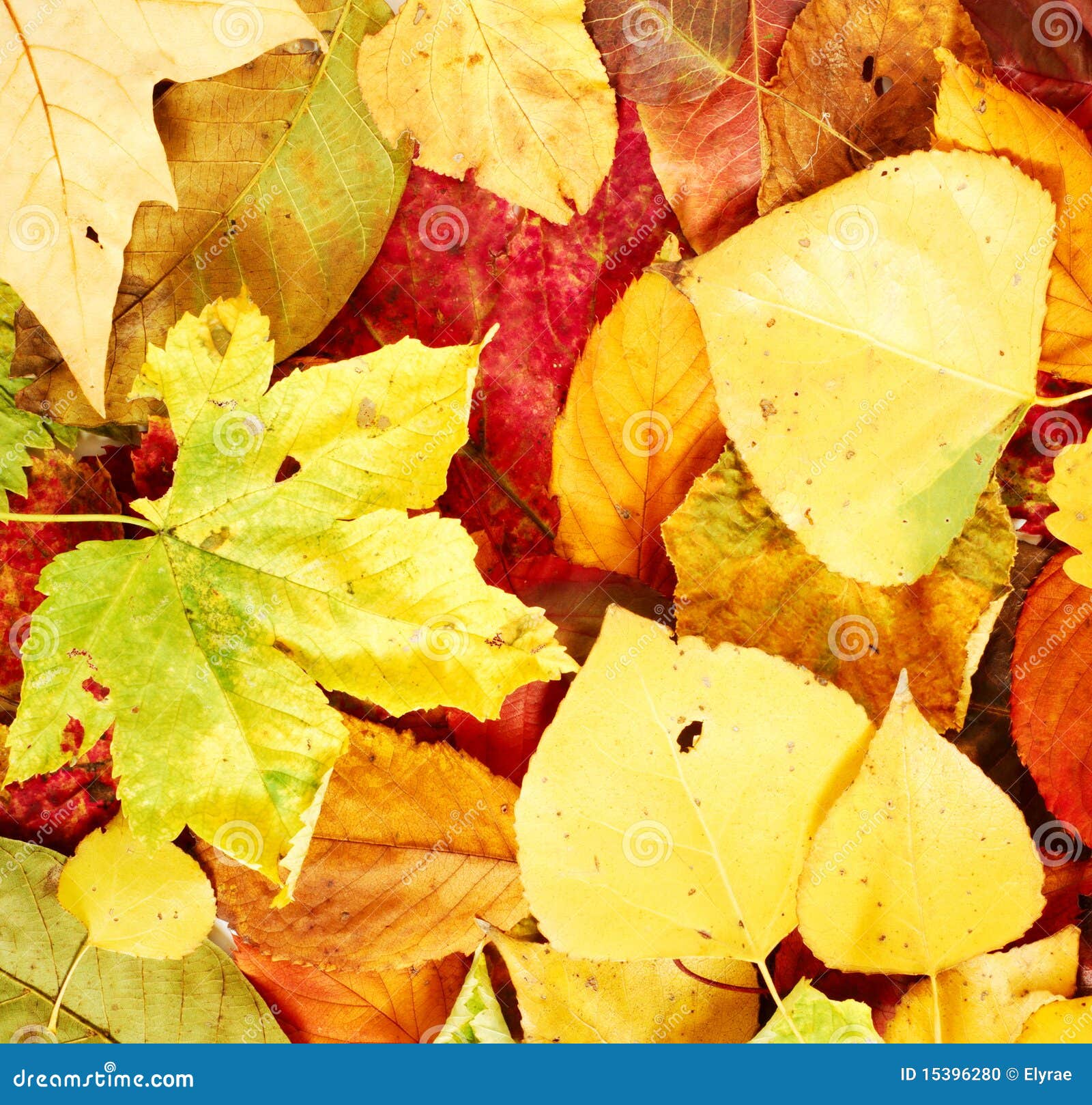 Fall leaves stock photo. Image of graphic, mature, green - 15396280