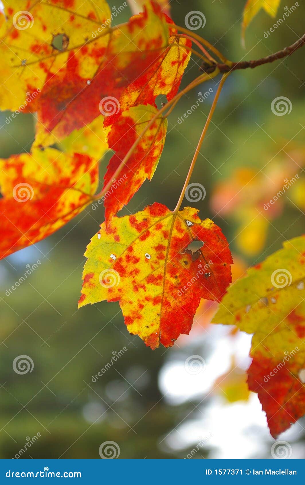 Fall leaves stock image. Image of color, leaves, fall - 1577371
