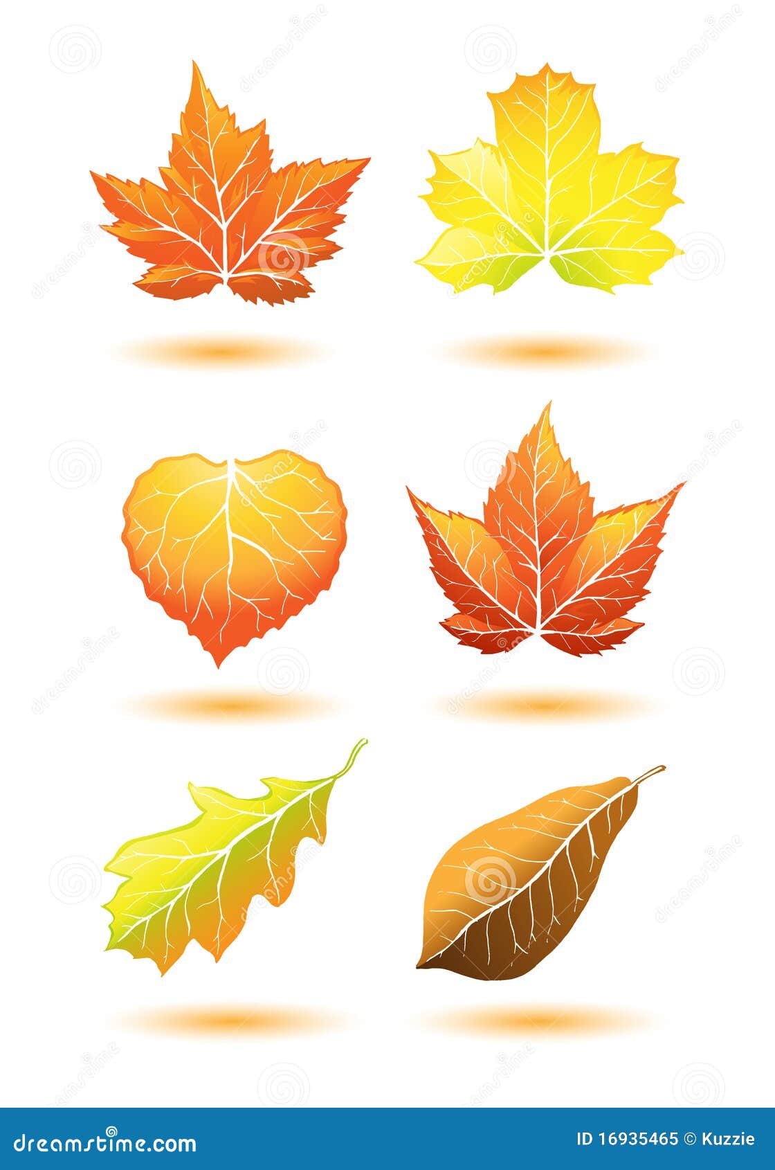 Fall leaves stock vector. Illustration of golden, collection - 16935465