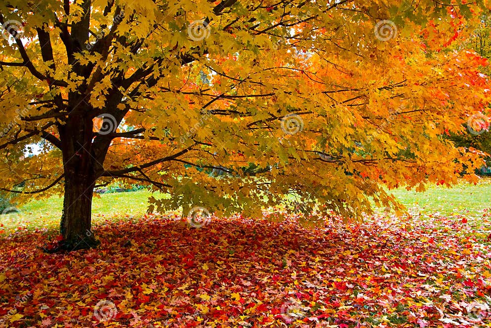 Fall leaves stock image. Image of fall, gold, autumn - 19239093