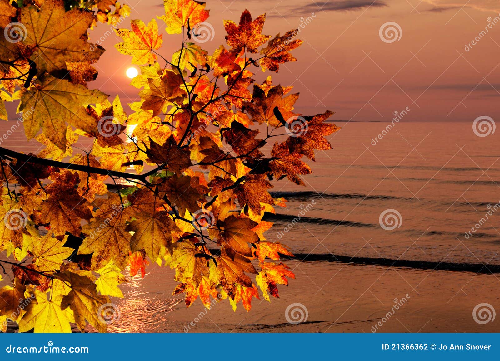 Fall leaves stock photo. Image of beach, ocean, ripples - 21366362
