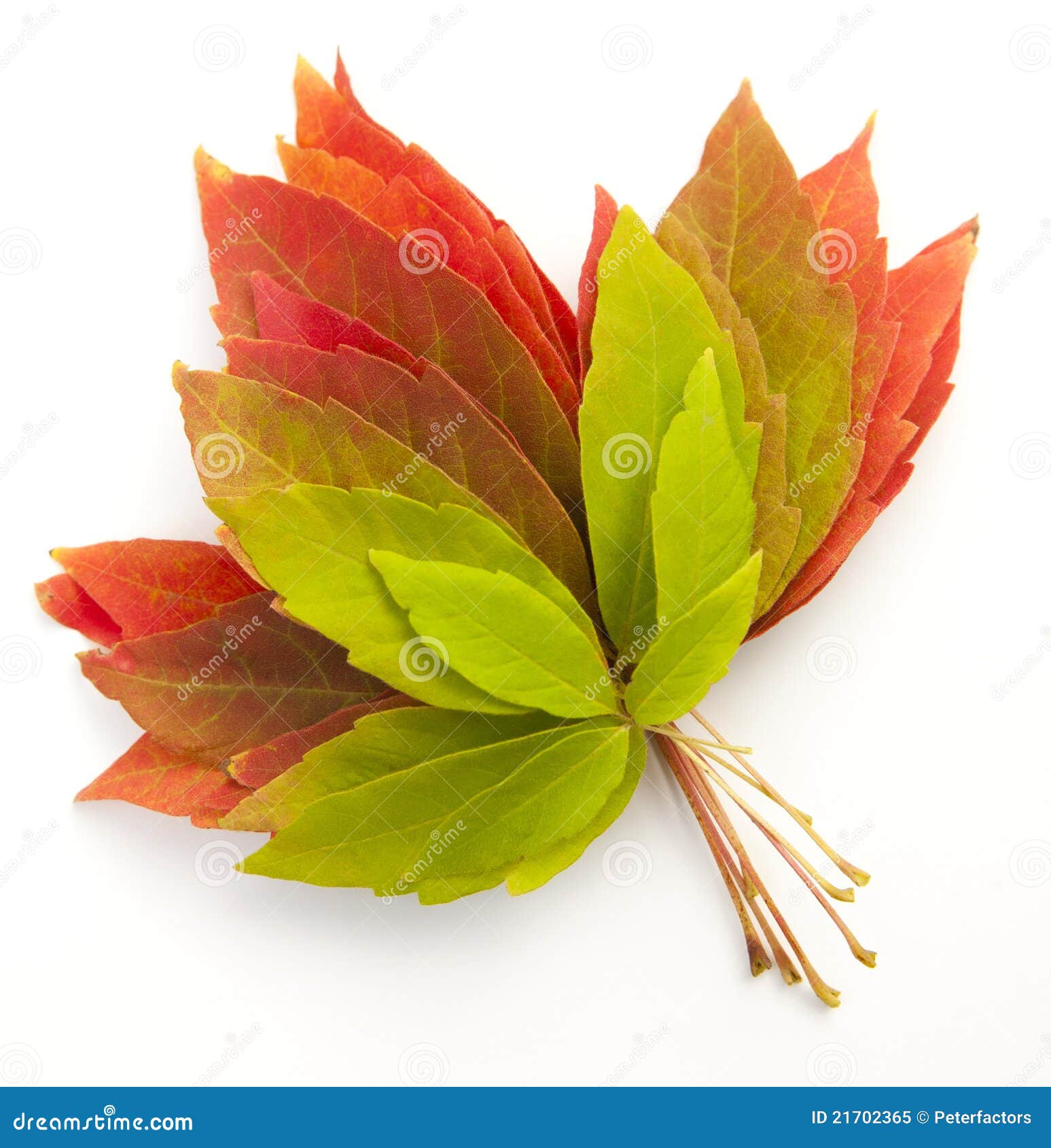 Fall leaves stock image. Image of vibrant, lush, foliage - 21702365