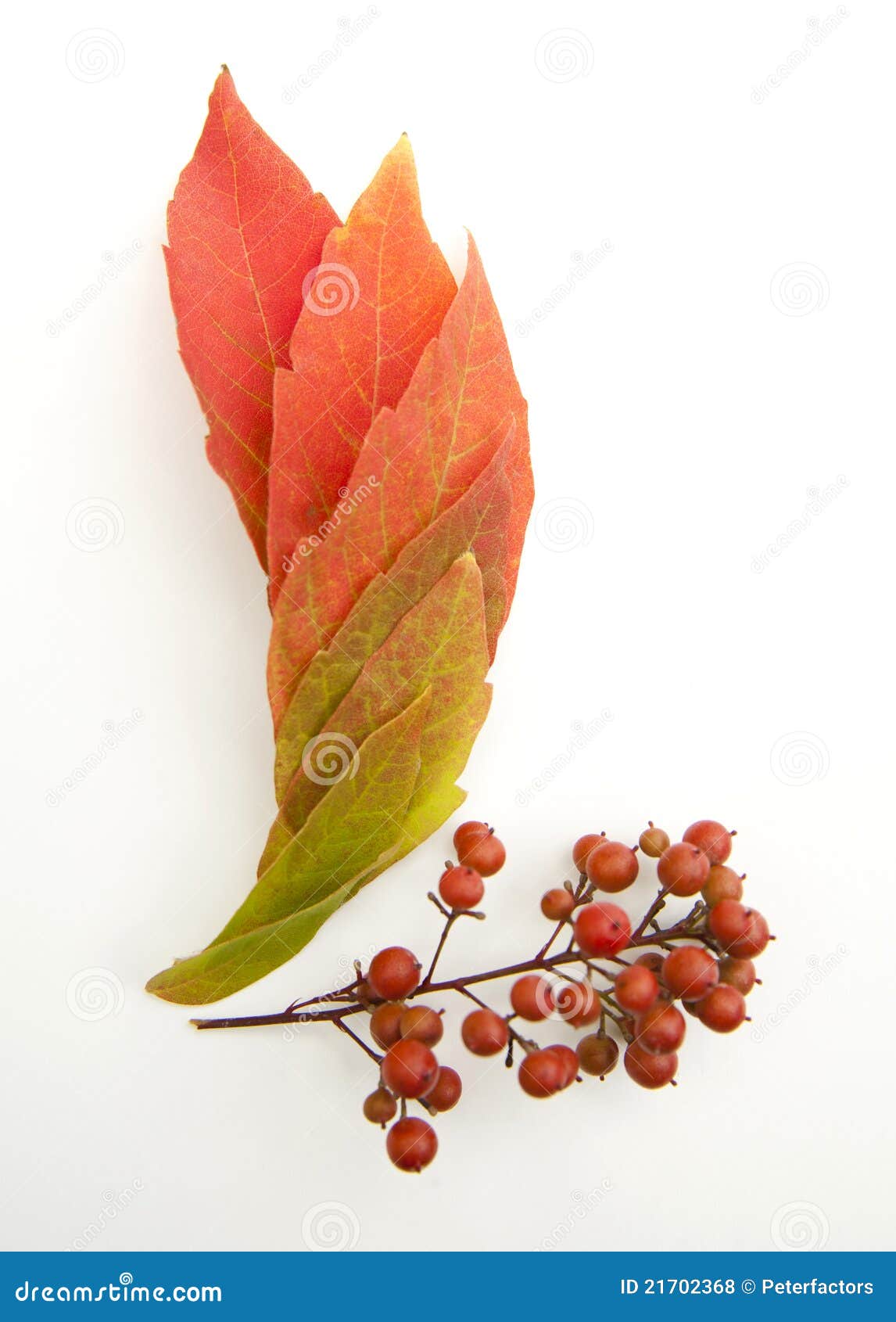 Fall leaves stock photo. Image of white, collection, nature - 21702368