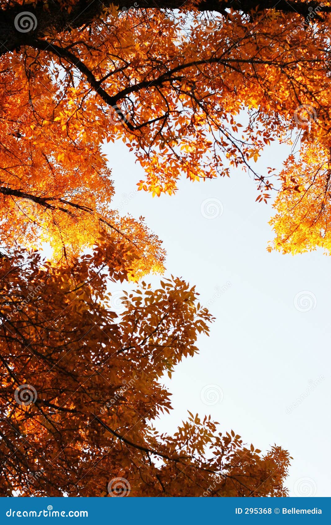 Fall leaves stock photo. Image of outdoors, woodland, world - 295368