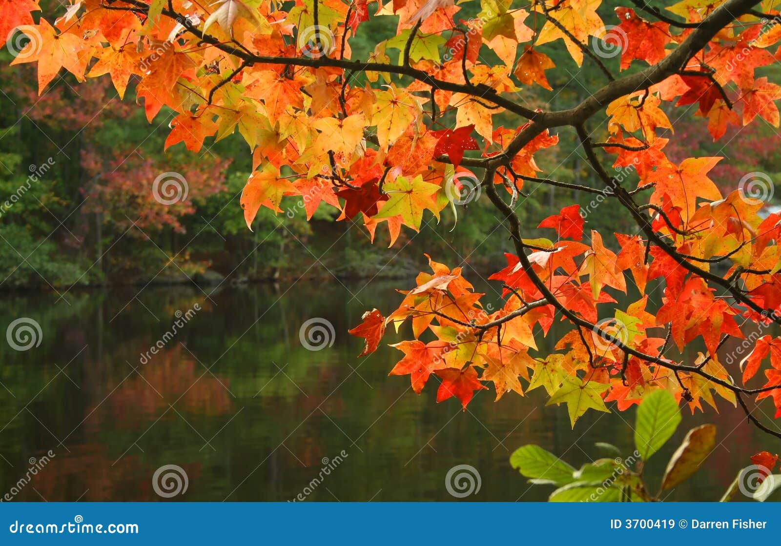 Fall Leaves stock image. Image of green, forest, nature - 3700419