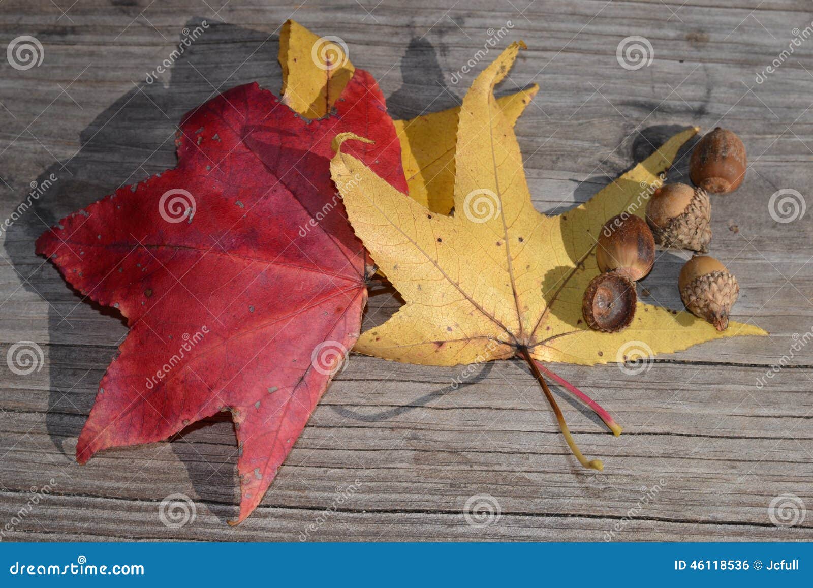 Fall leaves and acorns stock photo. Image of leaves, outdoors - 46118536