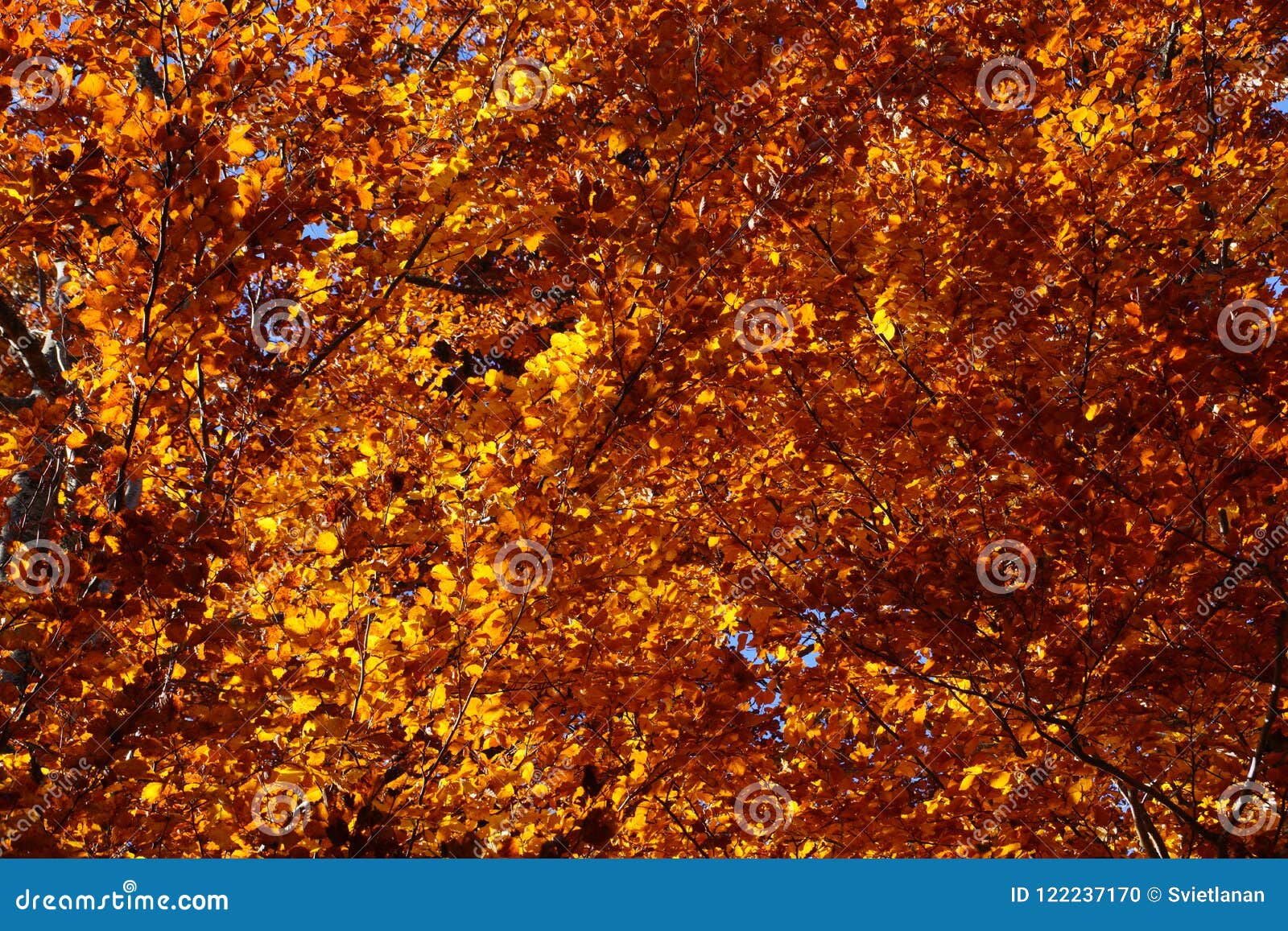 Fall Leaves Autum Orange Tree As Texture. Stock Photo - Image of yellow ...