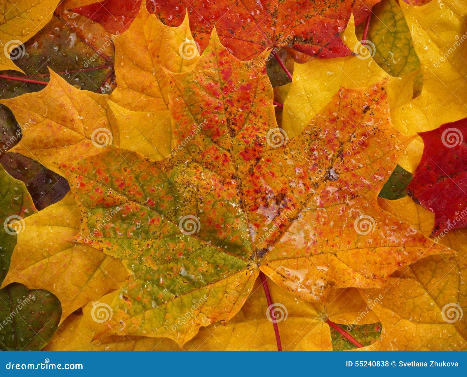 Fall leaves stock photo. Image of foliage, fall, natural - 55240838