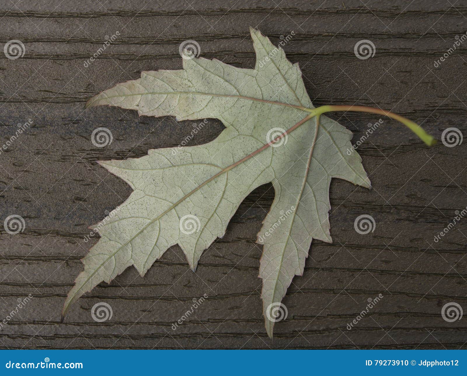 Fall Leaves stock photo. Image of ground, stem, outside - 79273910