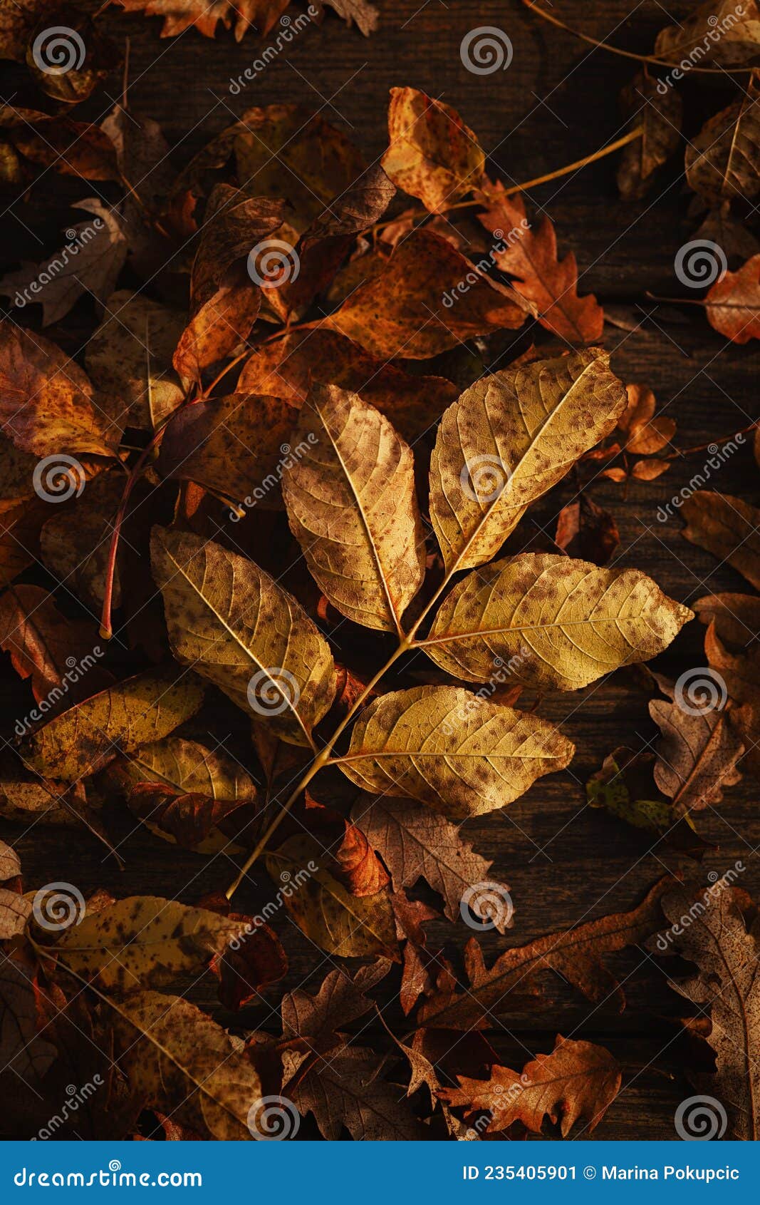 Fall Leaves Backdrop, Top View on Arranged Textured Leaves Stock Image ...