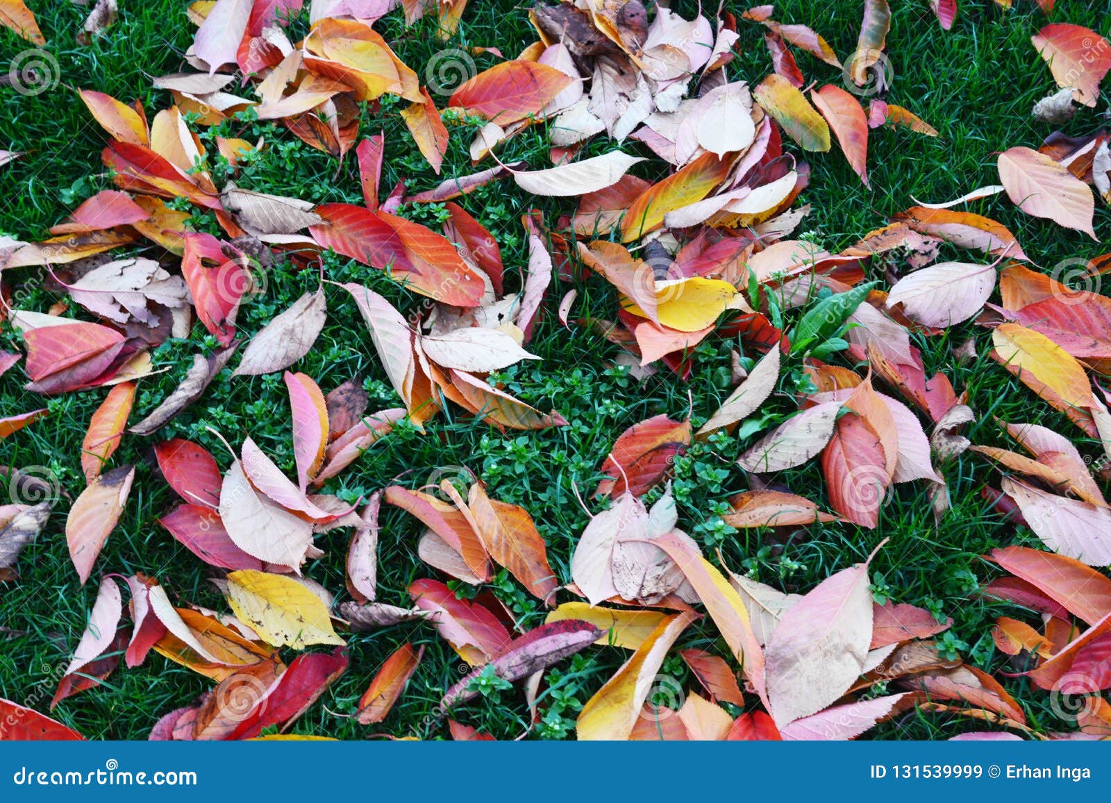 Fall Leaves Background. Autumn Concept, Leaves on Ground Stock Image ...