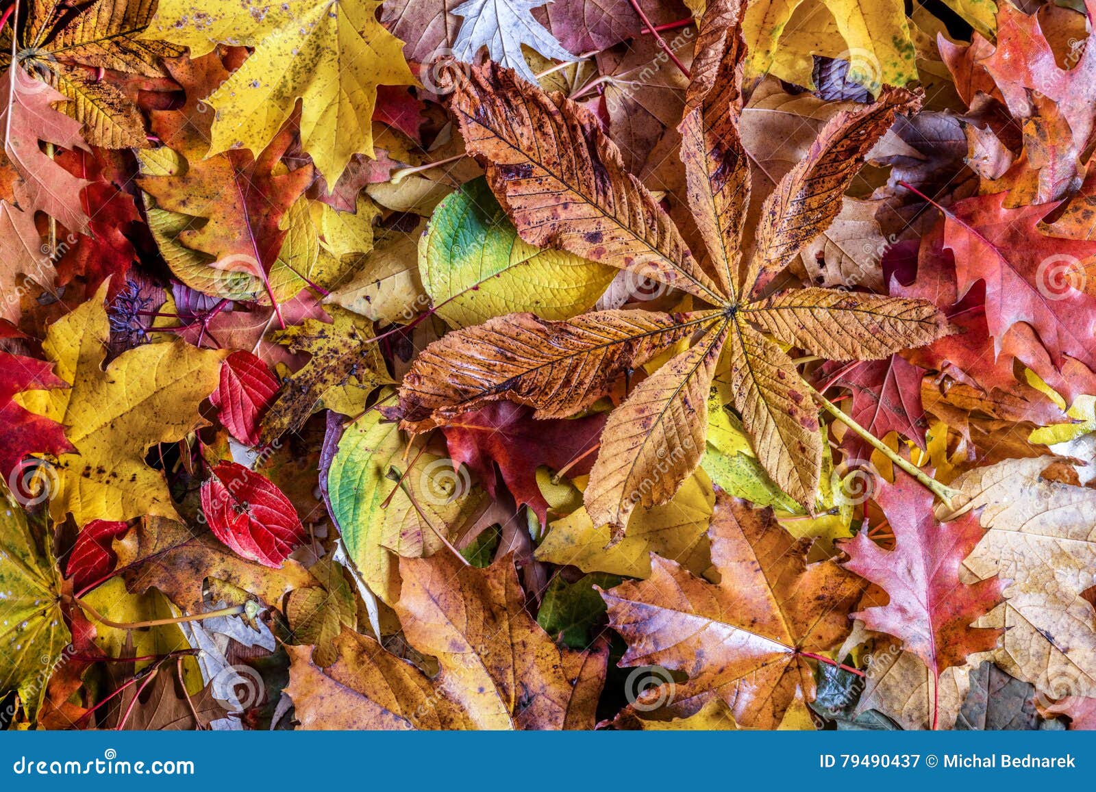 Fall Leaves Background. Colorful Autumn Background. Stock Image - Image ...