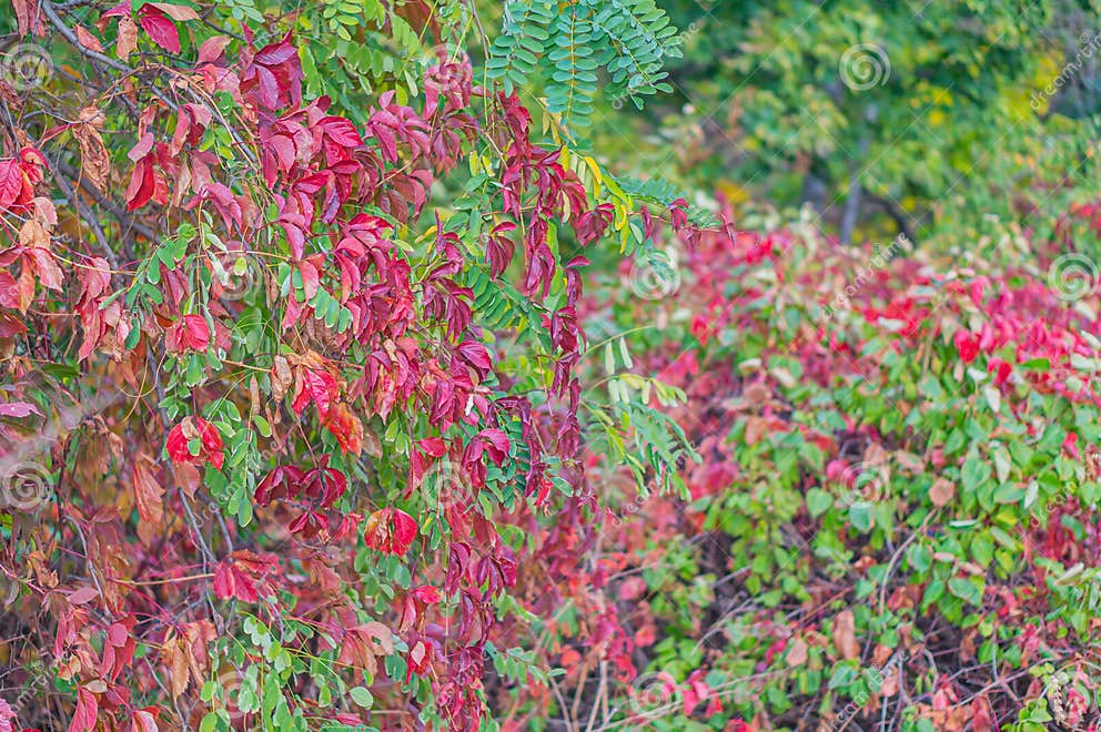 Fall Leaves Background. Red Leaf Texture. Red Leaf Texture Red Leaf ...
