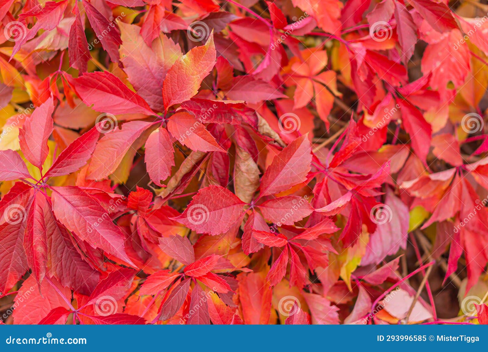 Fall Leaves Background. Red Leaf Texture. Red Leaf Texture Red Leaf ...
