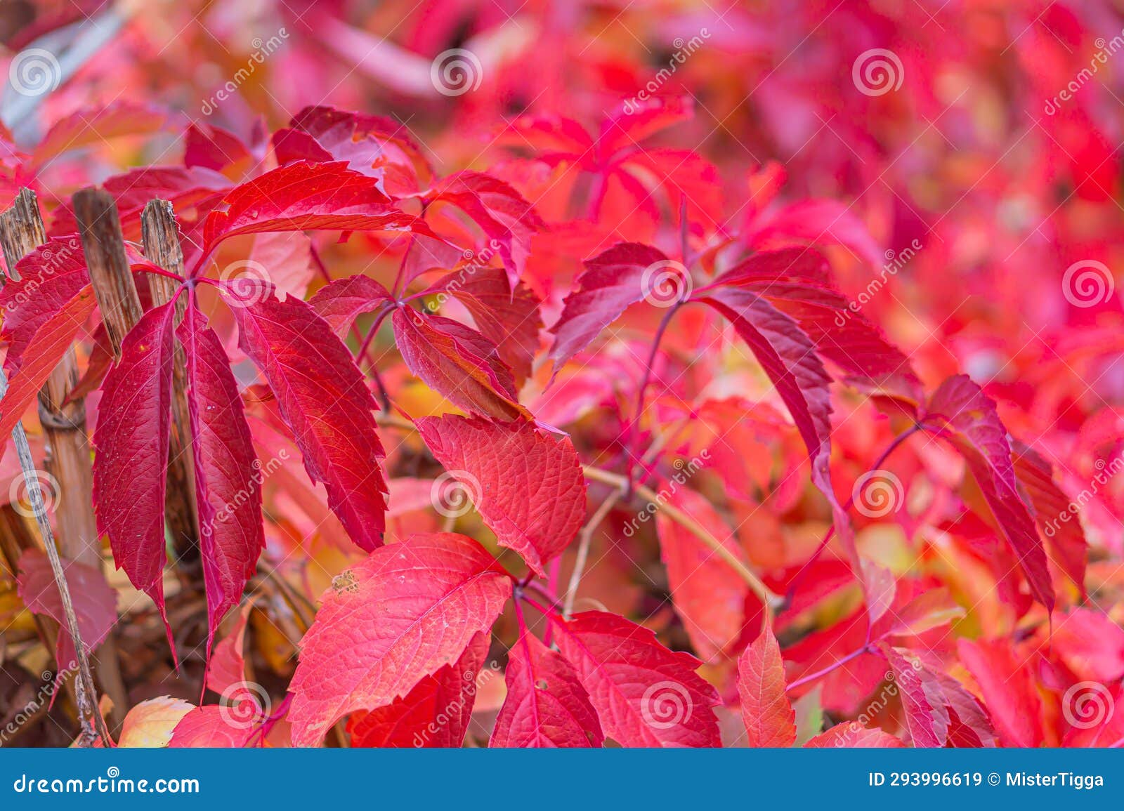 Fall Leaves Background. Red Leaf Texture. Red Leaf Texture Red Leaf ...