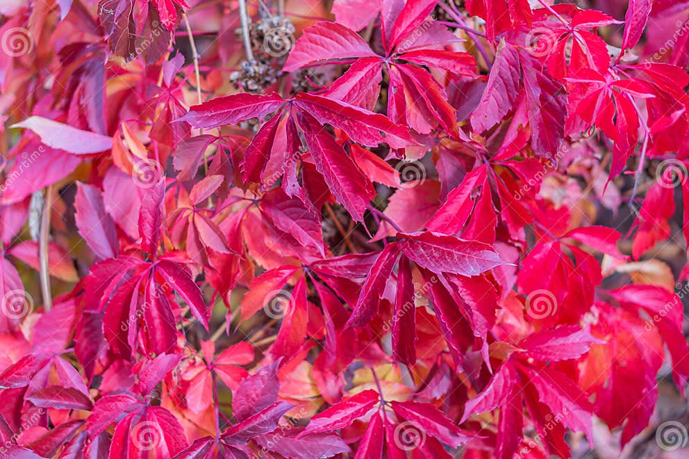 Fall Leaves Background. Red Leaf Texture. Red Leaf Texture Red Leaf ...