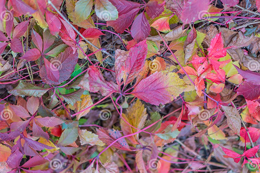 Fall Leaves Background. Red Leaf Texture. Red Leaf Texture Red Leaf ...