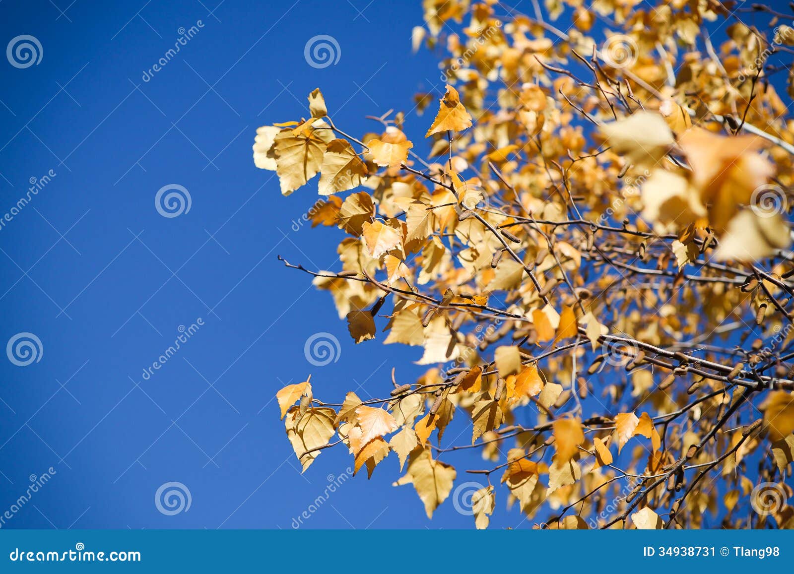 Fall leaves stock image. Image of blue, september, leaf - 34938731