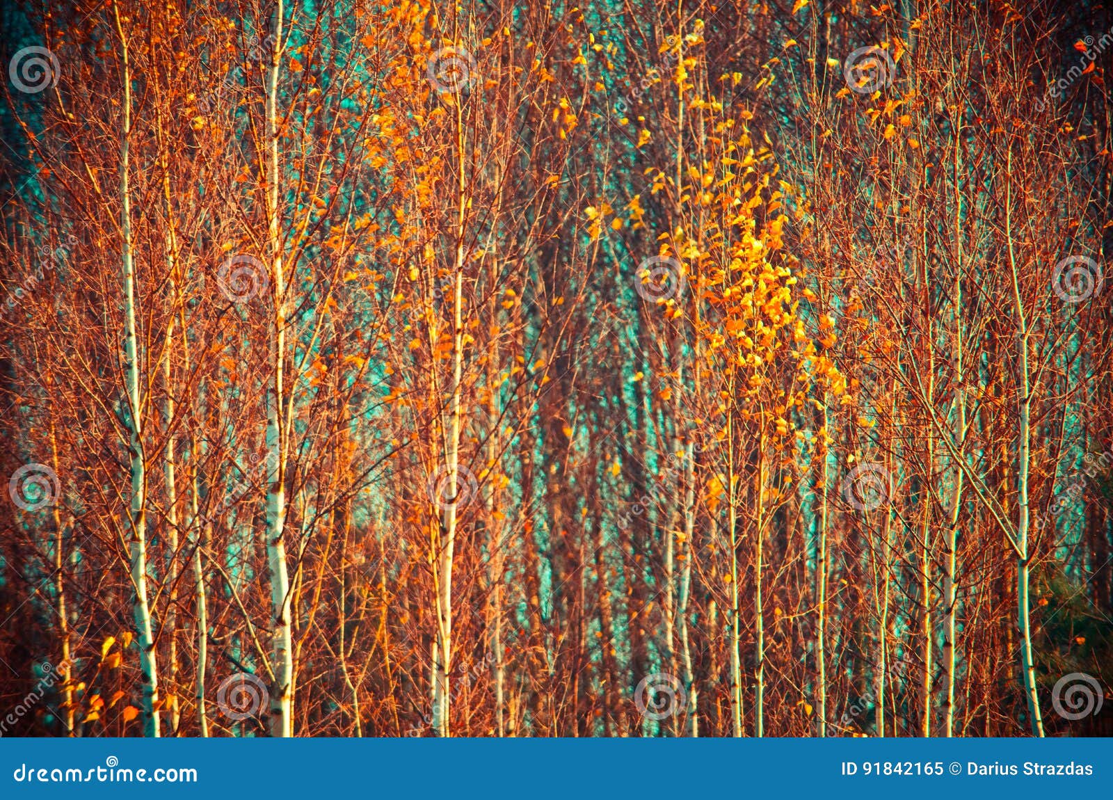 Fall leaves of birch trees stock image. Image of last - 91842165