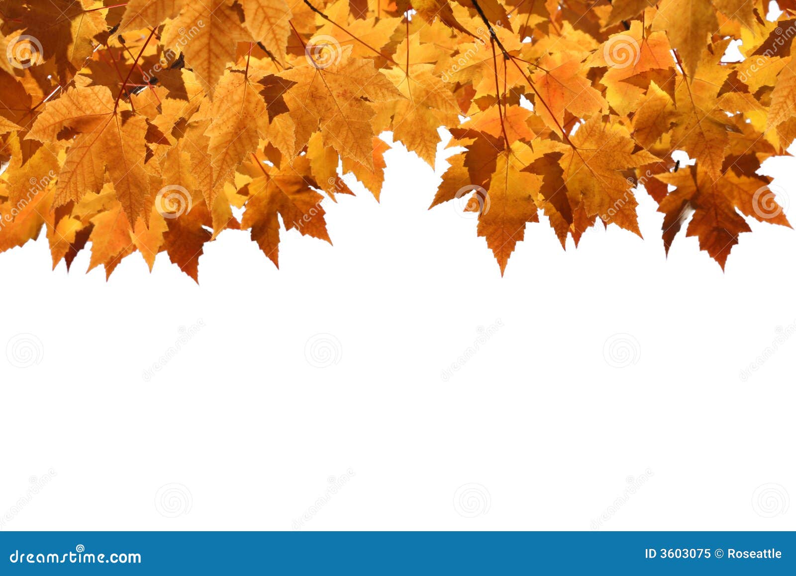 Fall Leaves Blank Background Stock Image - Image of giving, environment ...