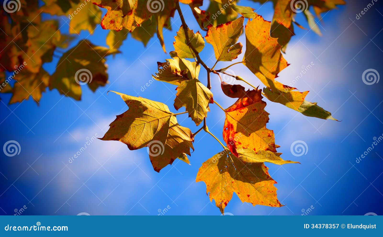 Wind Blowing Through Fall Trees