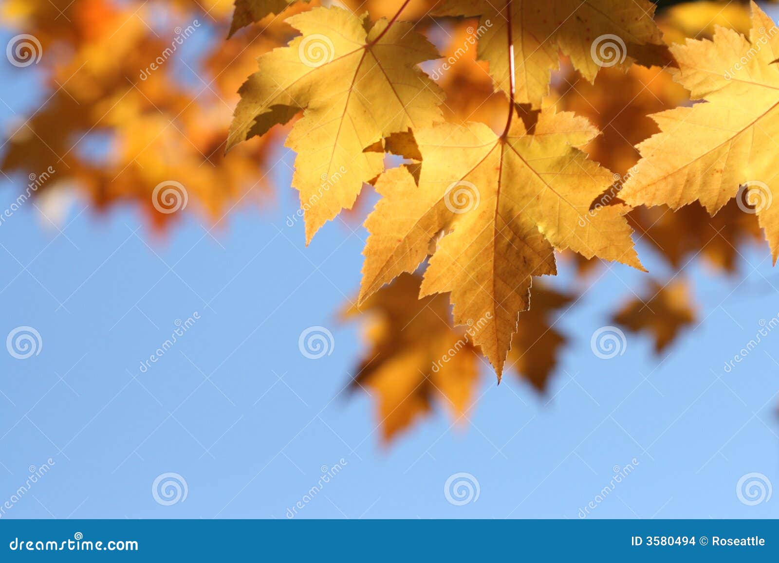 Fall Leaves with Blue Sky stock photo. Image of leaves - 3580494