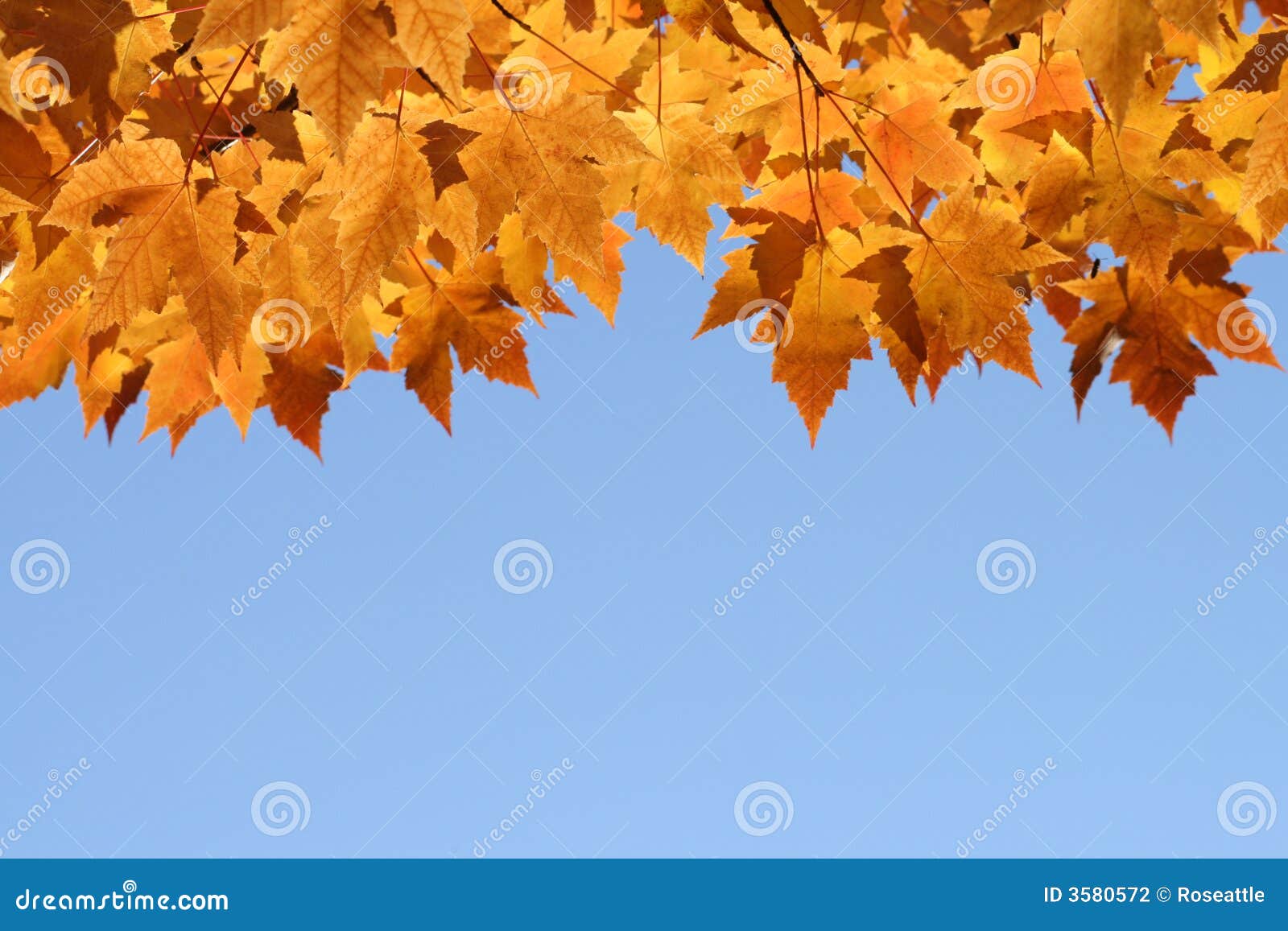 Fall Leaves with Blue Sky stock photo. Image of gorgeous - 3580572
