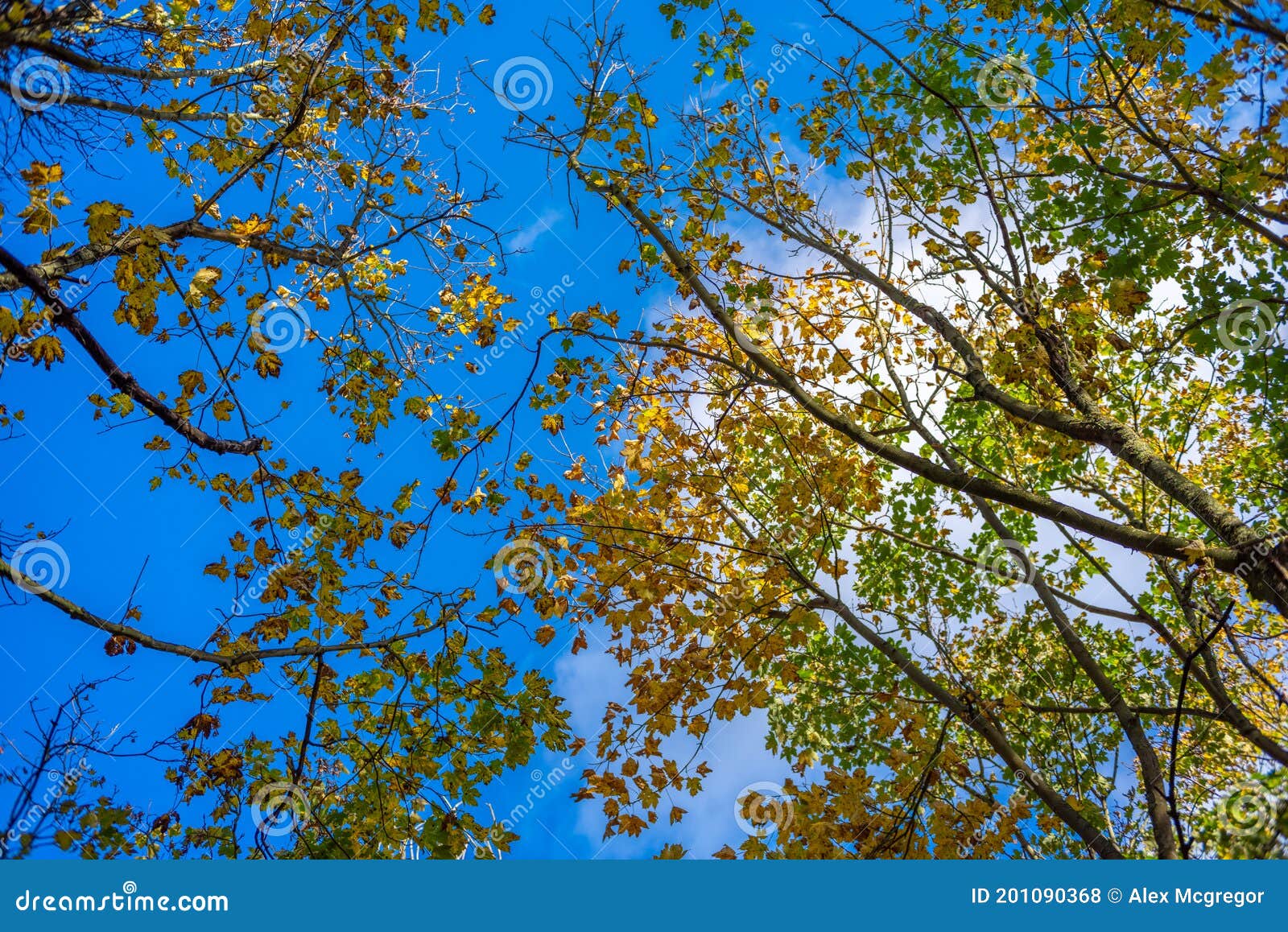 Fall leaves with blue sky stock photo. Image of backlit - 201090368