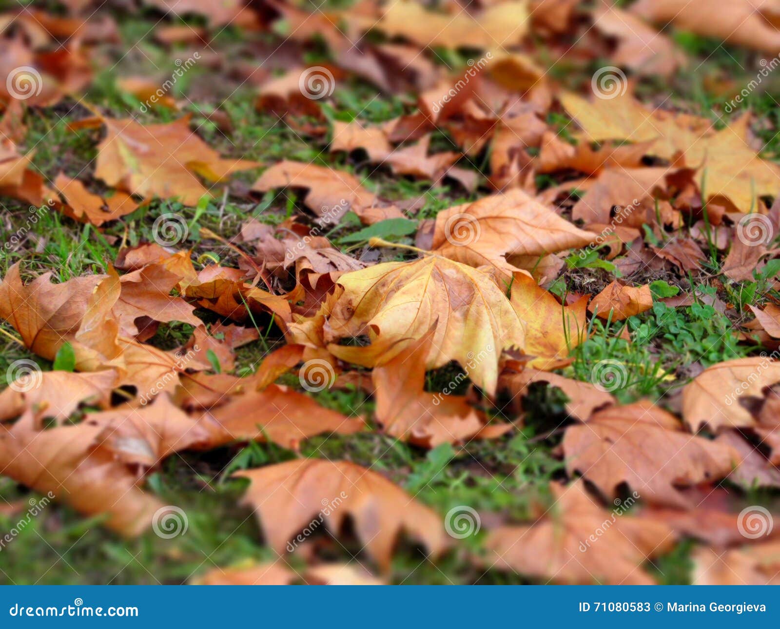 Fall of the Leaves stock image. Image of landscapes, bulgaria - 71080583
