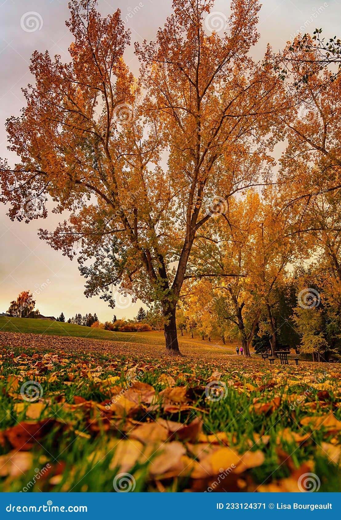 Fall Leaves in a Calgary Park Stock Image - Image of colourful, foliage ...