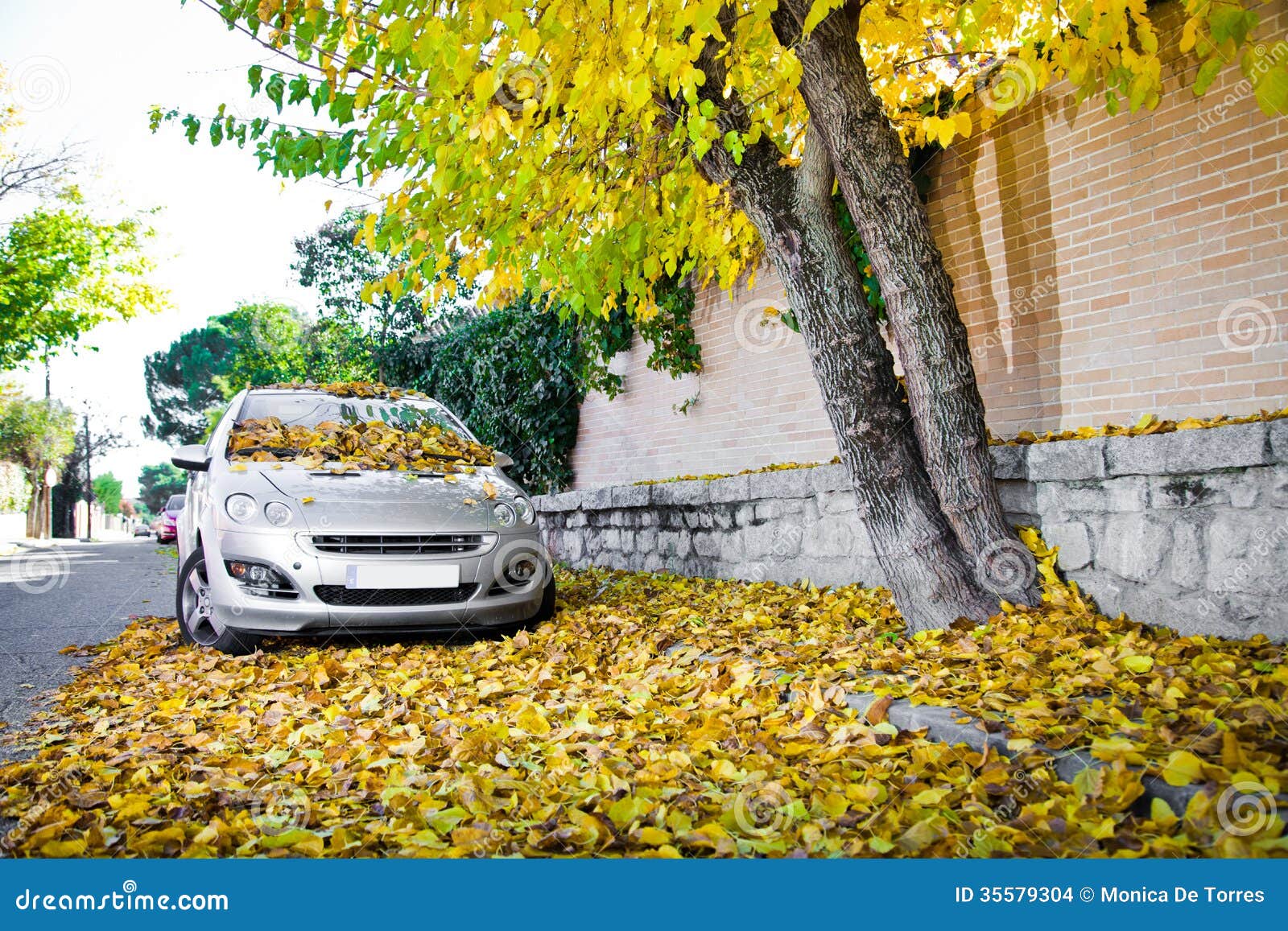 Fall leaves on a car stock photo. Image of hood, fall - 35579304