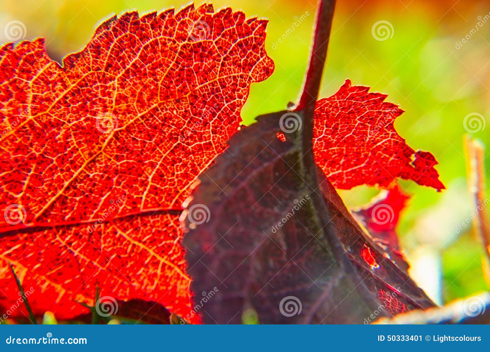 Fall leaves stock image. Image of garden, grass, season - 50333401