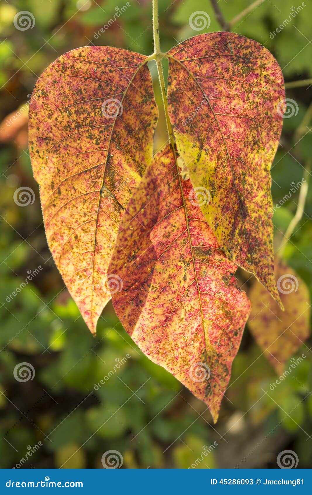 Fall leaves close up stock image. Image of bokeh, change - 45286093