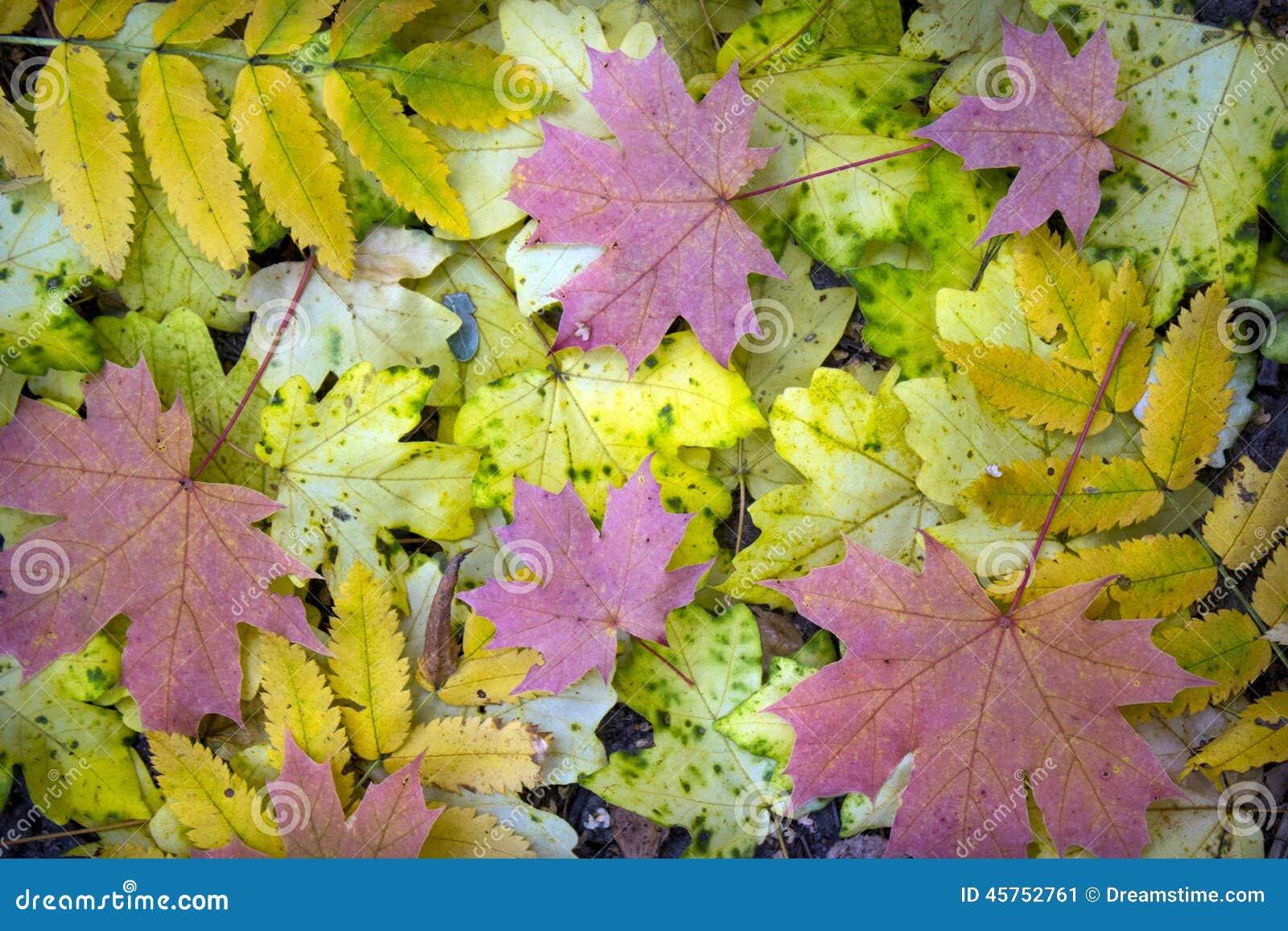Fall Leaves stock image. Image of fall, november, cold - 45752761