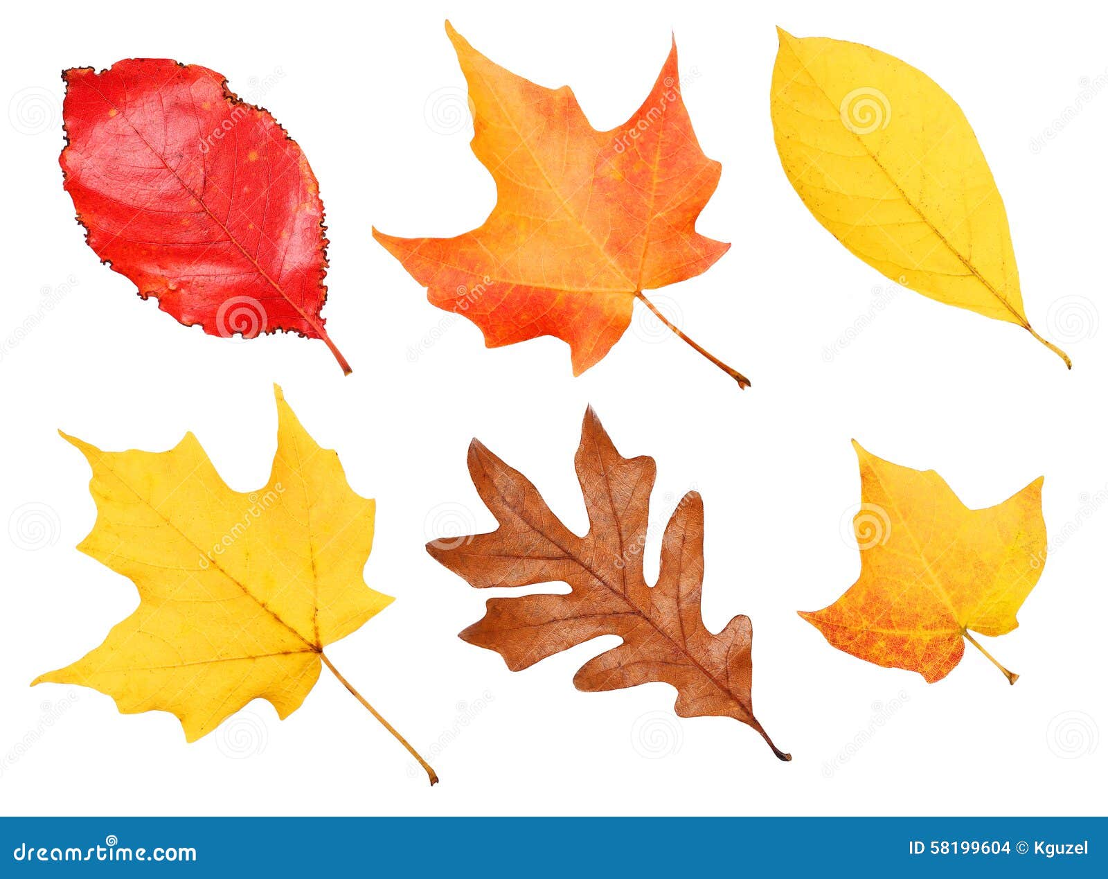 Fall Leaves Collection Isolated . Autumn Stock Photo - Image of nature ...