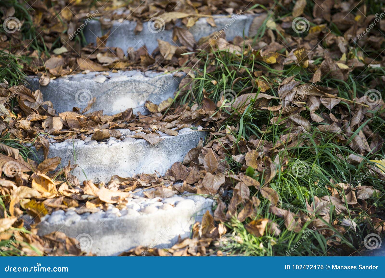 Fall leaves on steps stock photo. Image of leaf, green - 102472476
