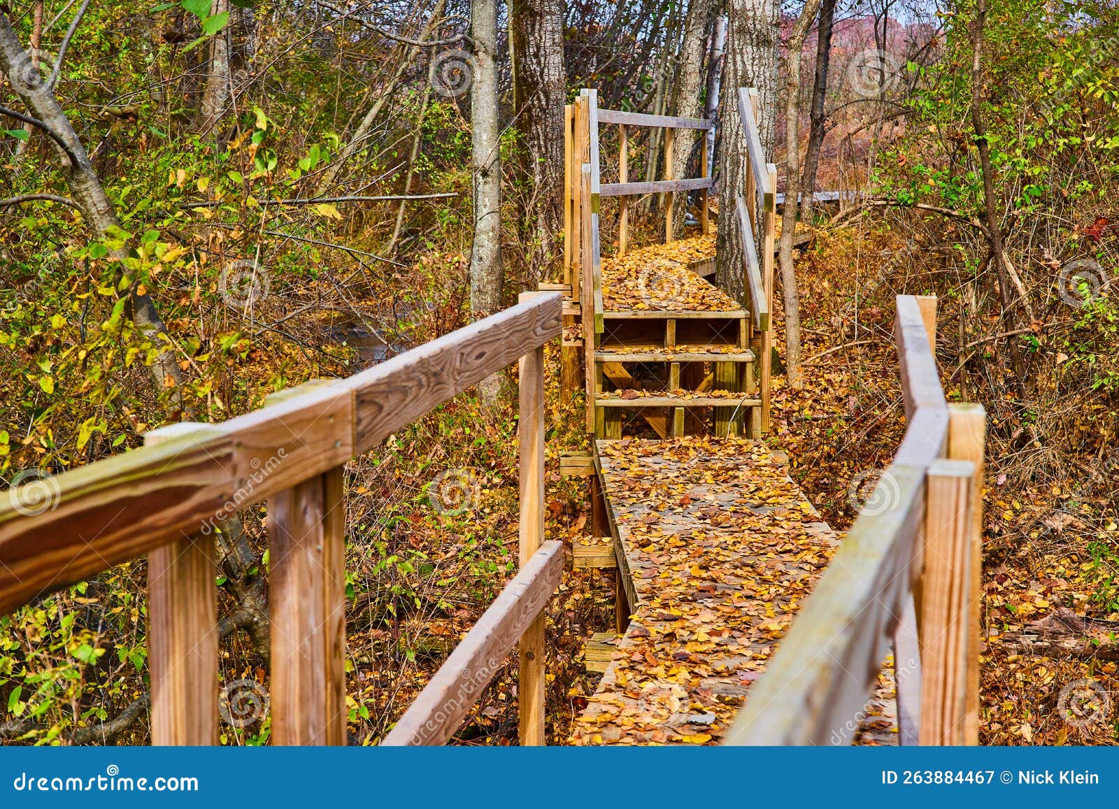 Fall Leaves Cover Elevated Boardwalk Trail through Forest Stock Image ...