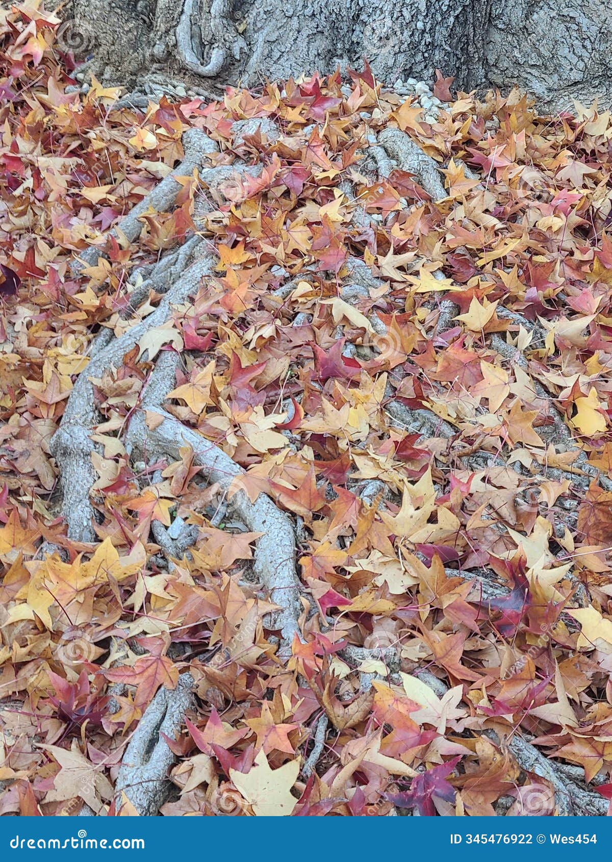 The Roots of the Tree Show through the Fall Colors Stock Photo - Image ...