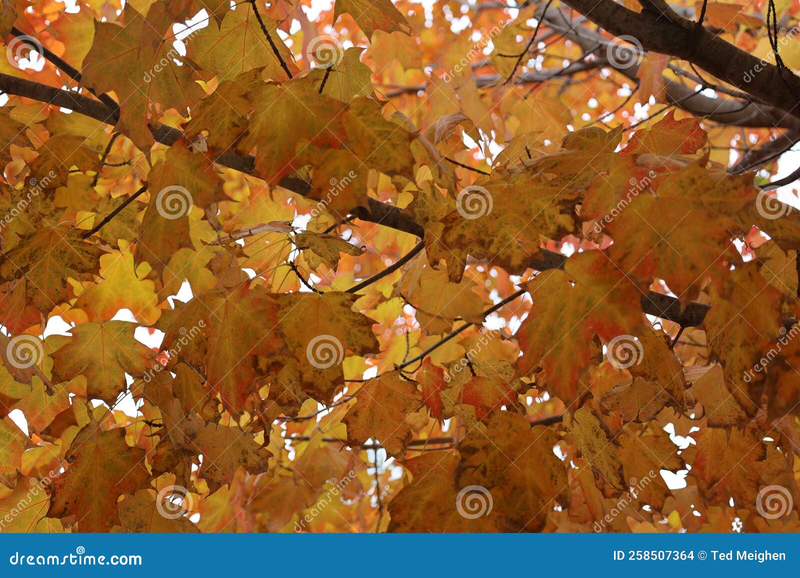 Fall Leaves Create a Stunning Orange Background Stock Photo - Image of ...