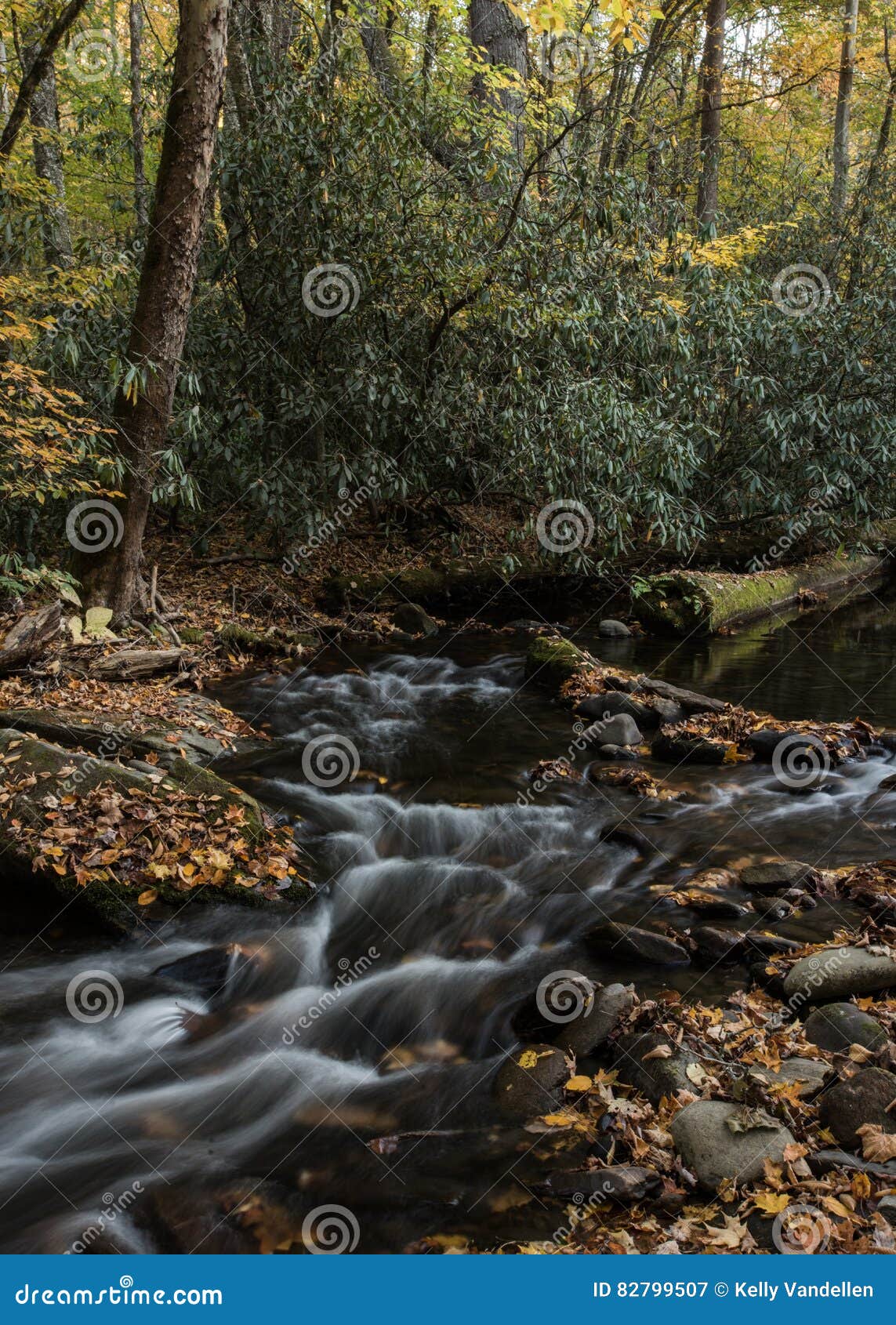 Fall Leaves in Creek stock image. Image of nature, great - 82799507