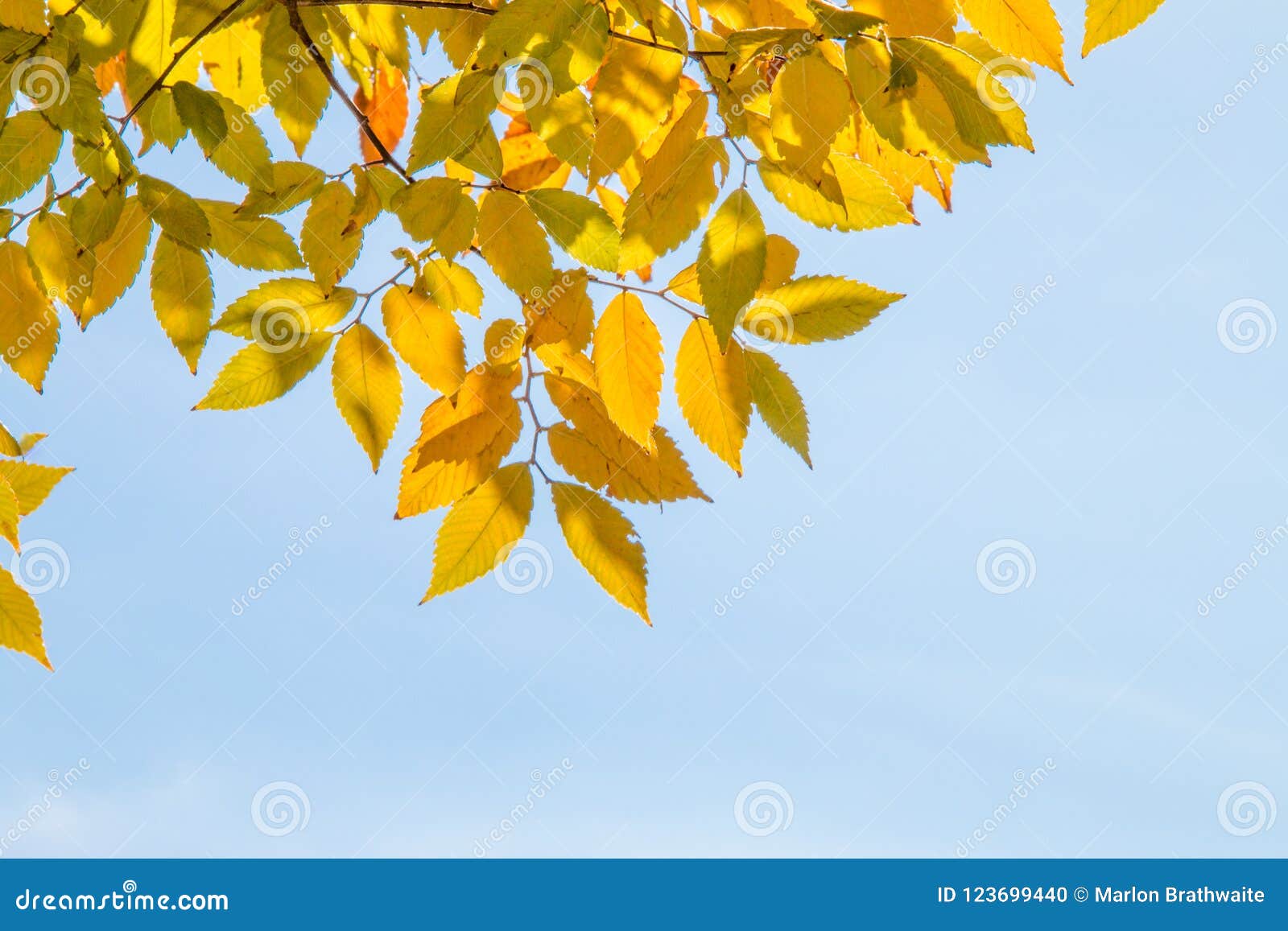 Fall Leaves on a Crisp Autumn Day. Stock Photo - Image of leaves ...