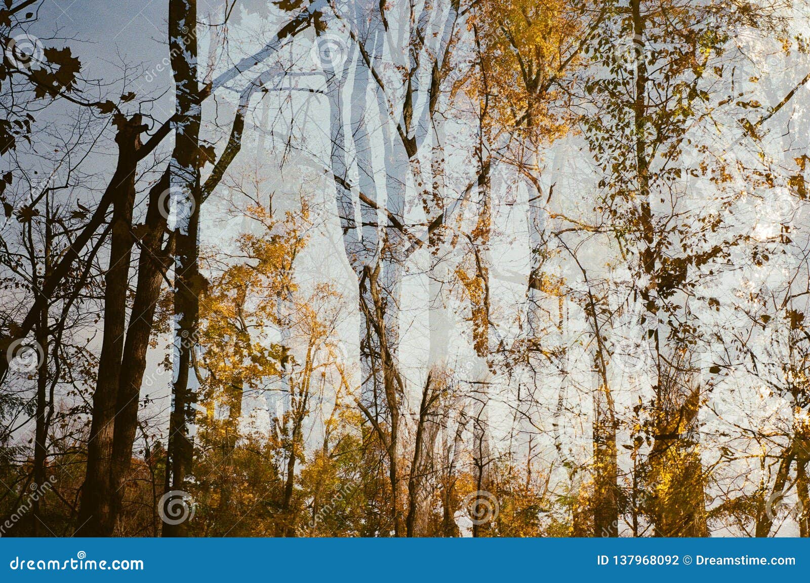 Fall Leaves stock photo. Image of autumn, doubleexposure - 137968092